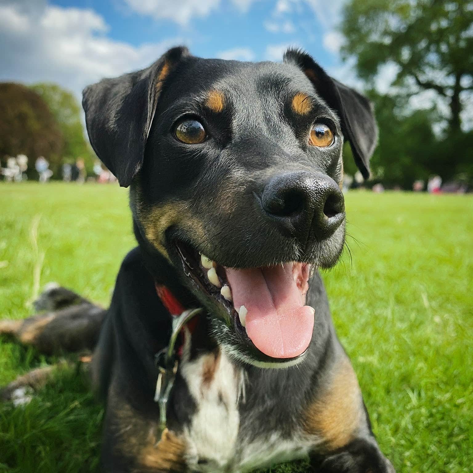 Crea imágenes con IA gratis usando Google Bard Gemini Pro